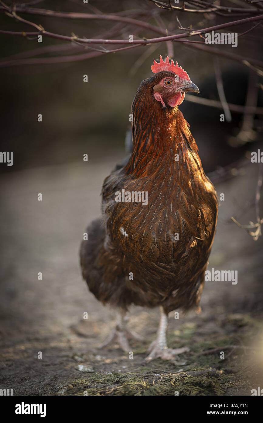Marans hi-res stock photography and images - Alamy