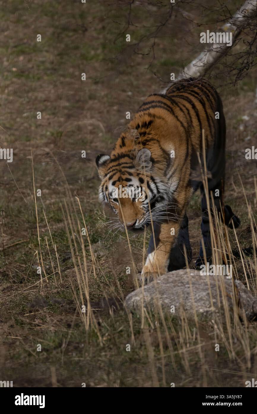 The Siberian tiger (Panthera tigris tigris) also called Amur tiger ...