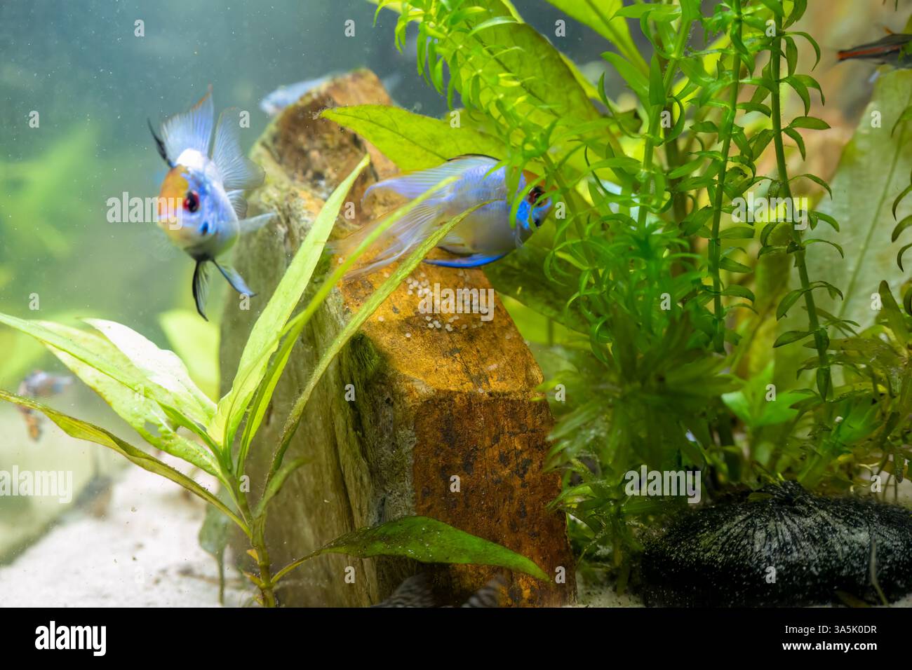 a pair of Electric Blue Balloon Ram fish laying and fertilizing eggs on ...