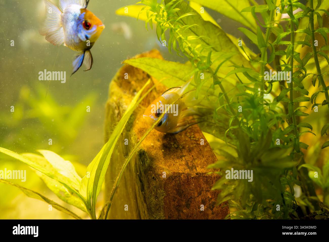 a pair of Electric Blue Balloon Ram fish laying and fertilizing eggs on ...