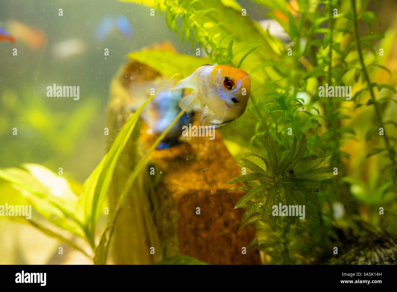 a pair of Electric Blue Balloon Ram fish laying and fertilizing eggs on ...