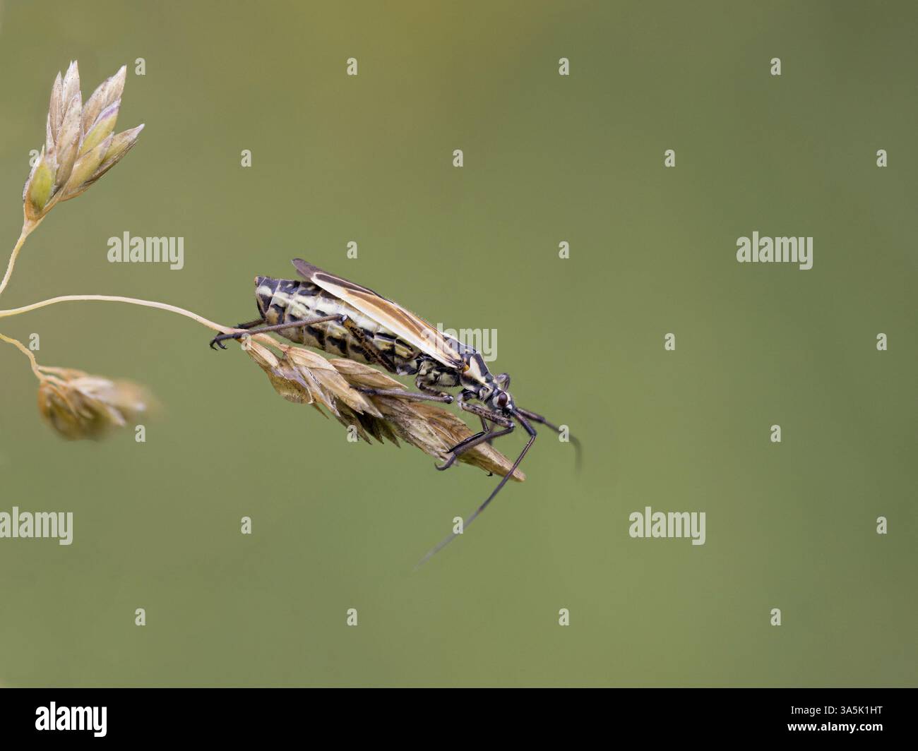 meadow plant bug Stock Photo - Alamy