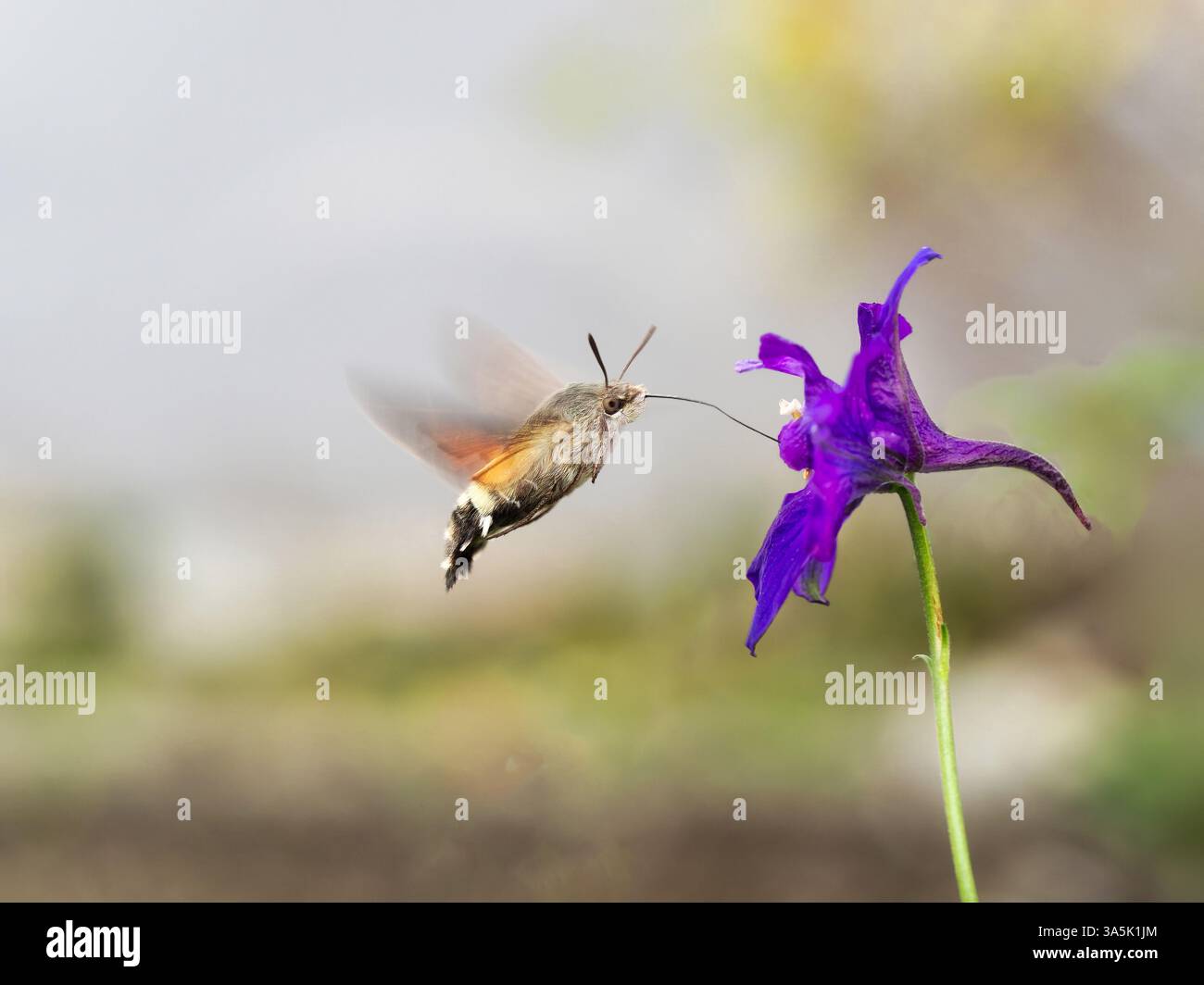 Hummingbird hawk moth flies hi-res stock photography and images - Alamy