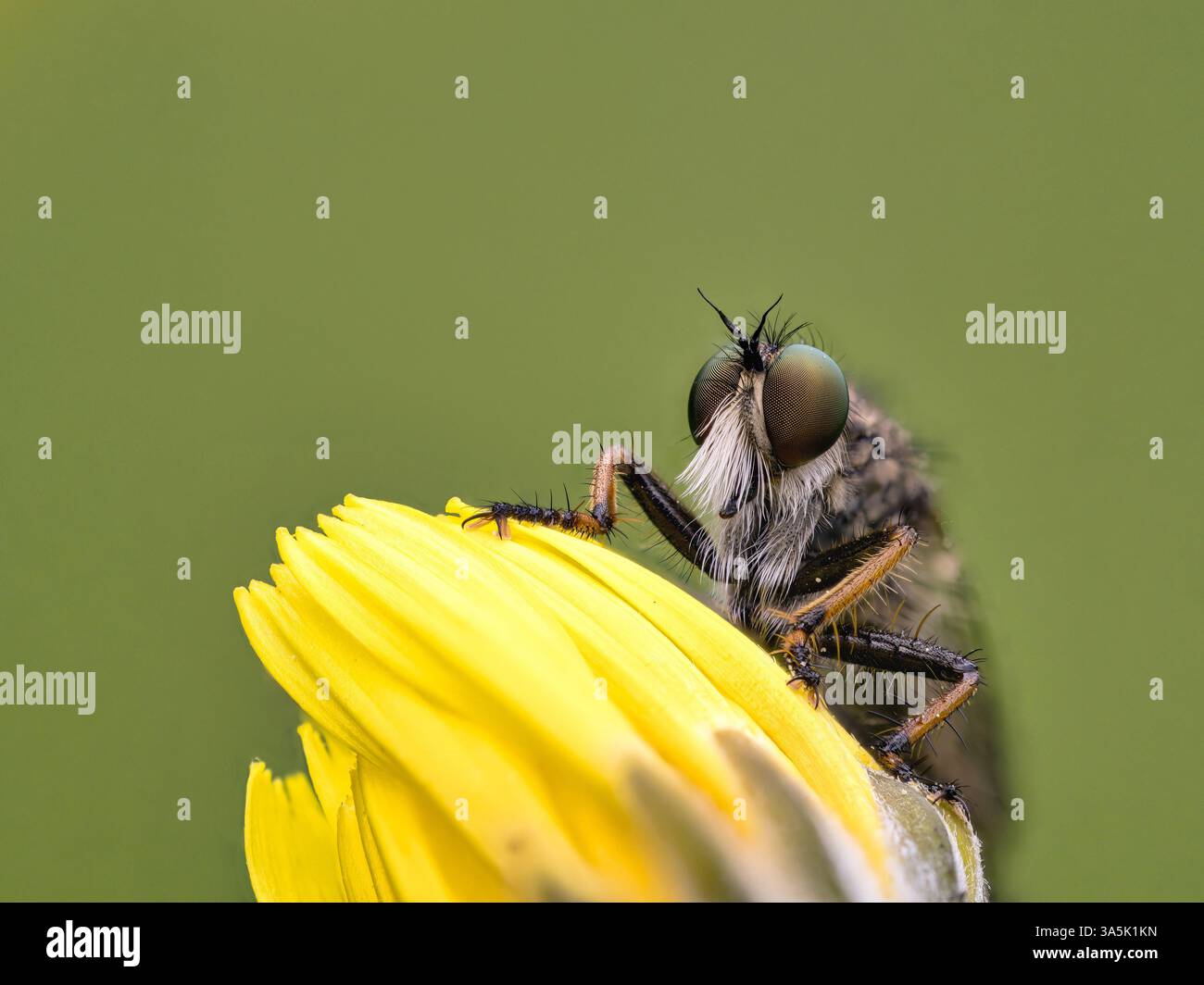Common robberflies hi-res stock photography and images - Alamy