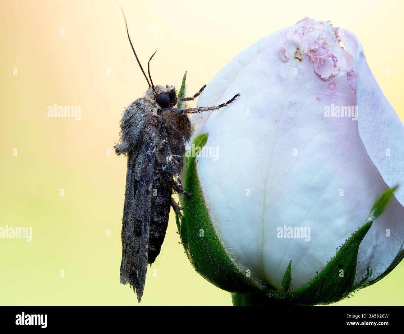 Moths highlight hi-res stock photography and images - Alamy