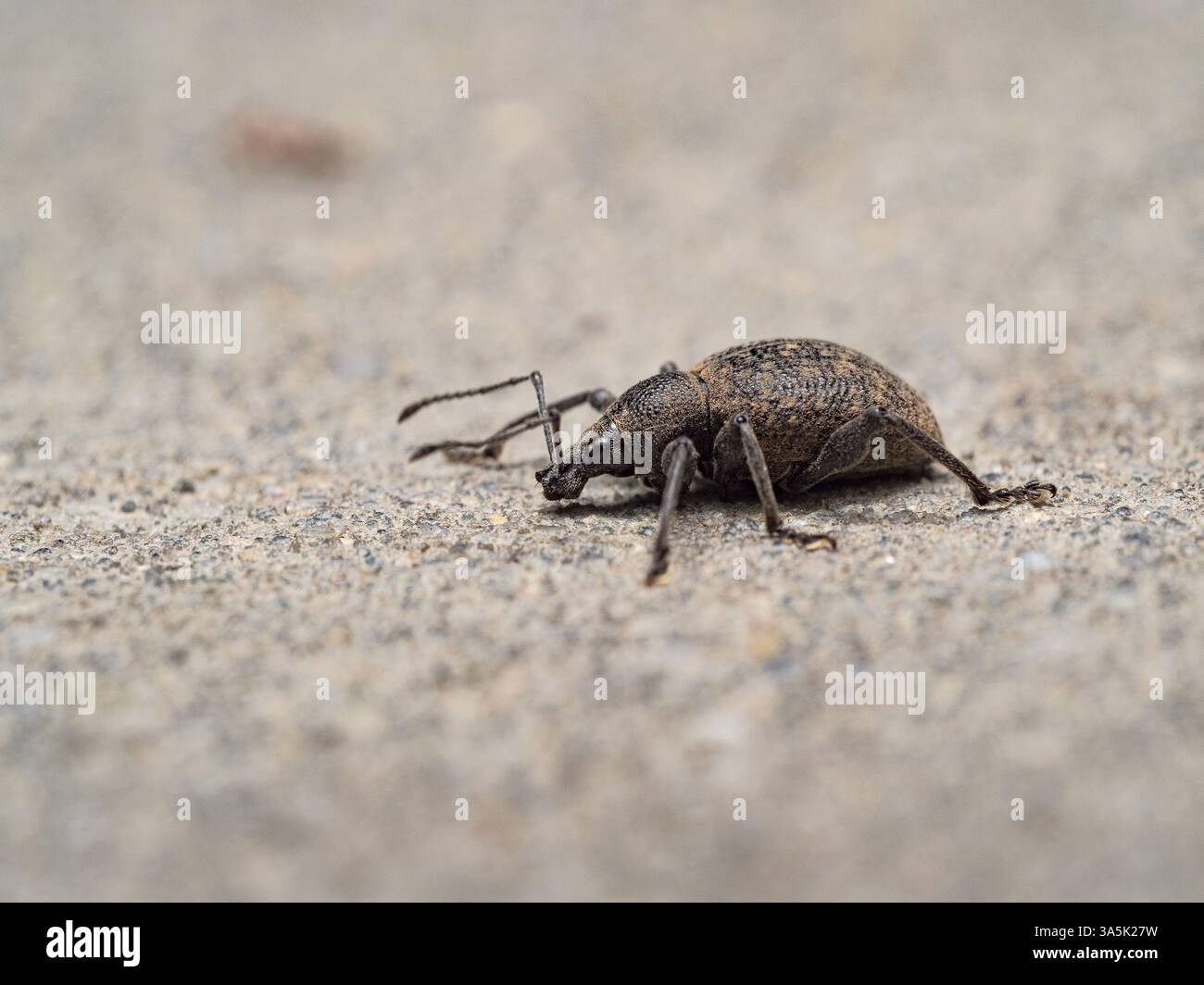 black vine weevil Stock Photo - Alamy