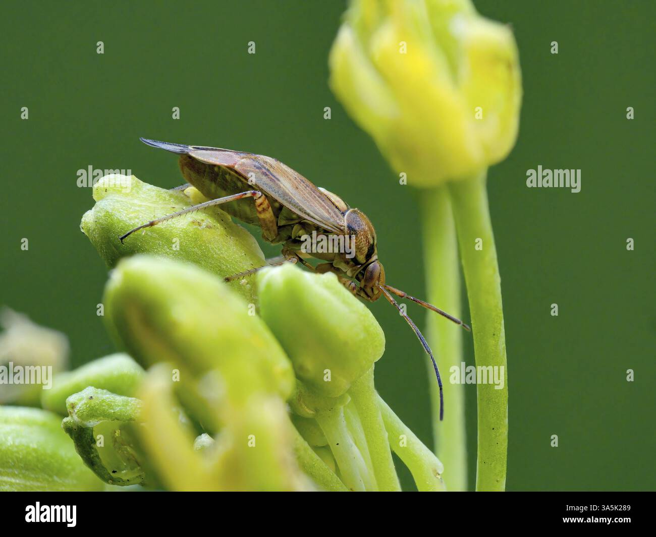 Stink bug profile hi-res stock photography and images - Alamy