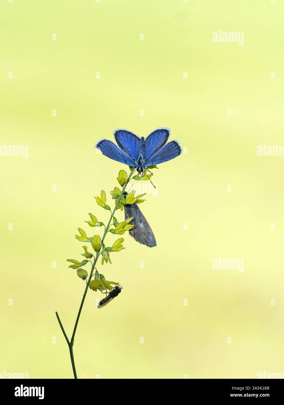 Four winged insects hi-res stock photography and images - Alamy
