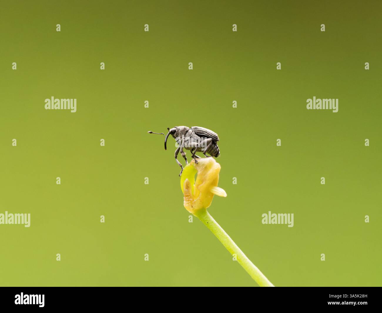 cabbage seed weevil Stock Photo - Alamy