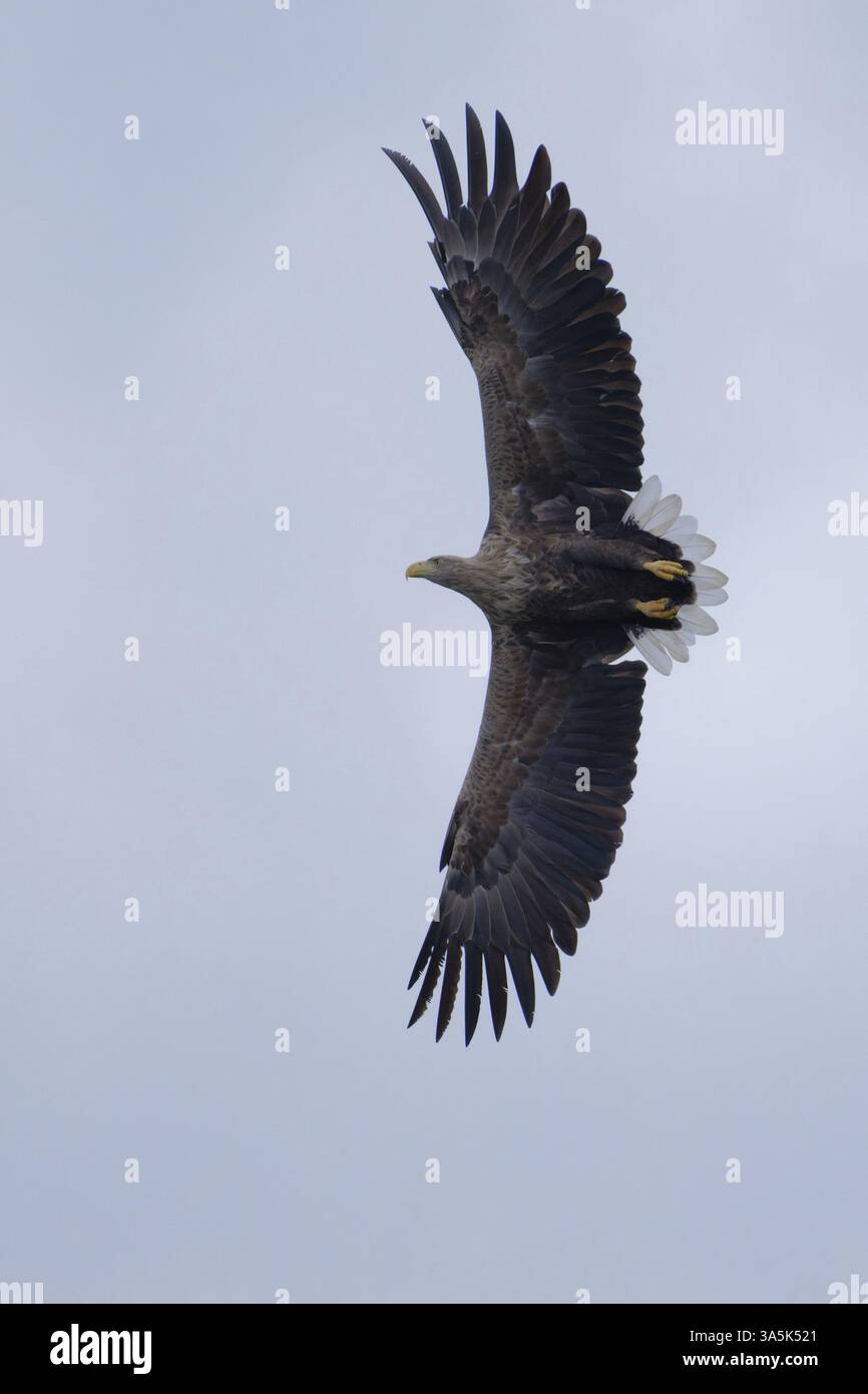 white-tailed sea eagle Stock Photo - Alamy