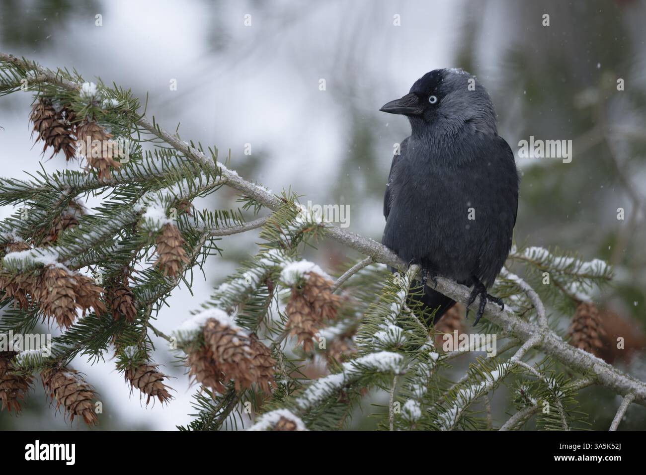 Jack daws hi-res stock photography and images - Alamy