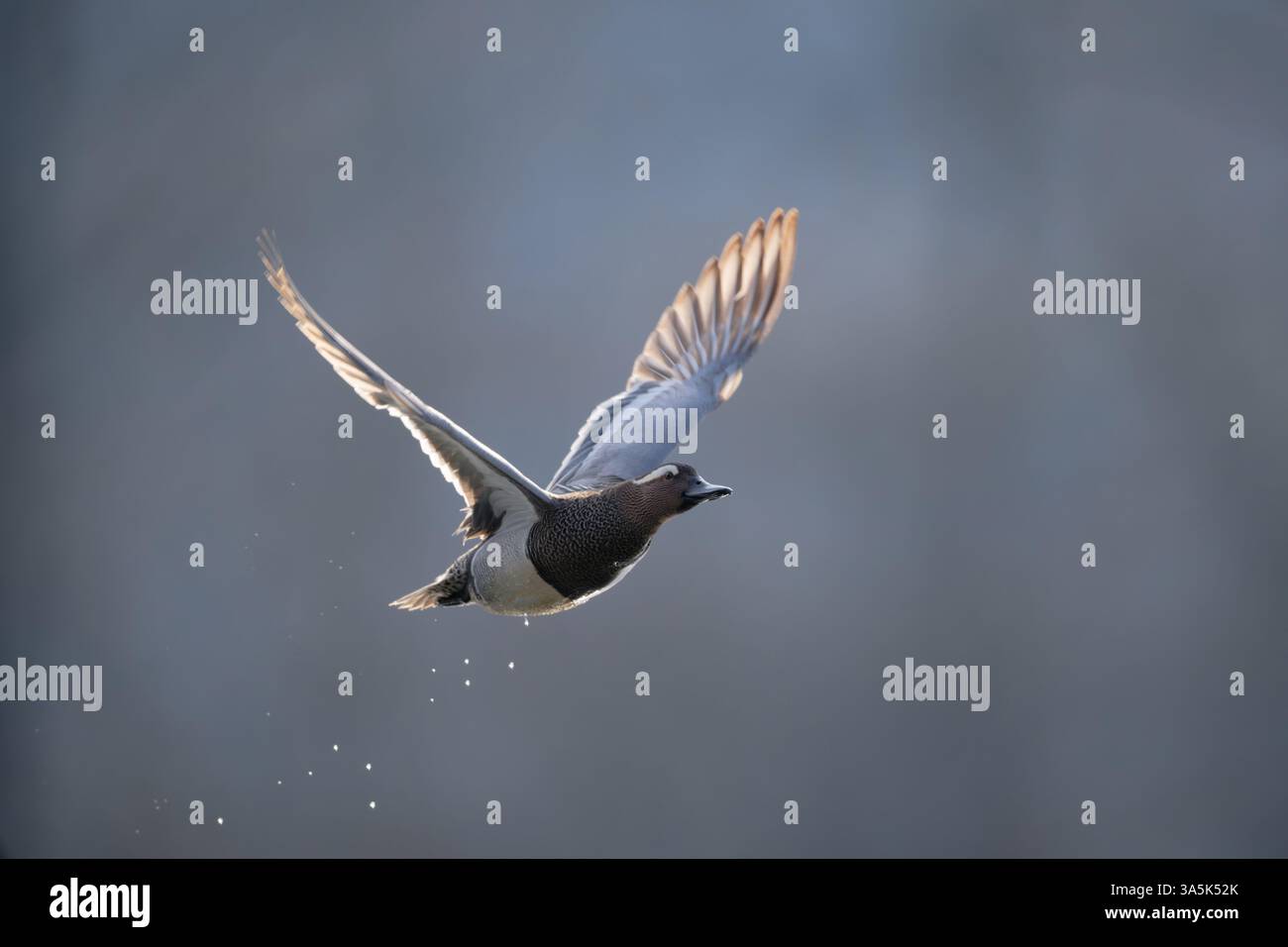 Garganey duck flying hi-res stock photography and images - Alamy