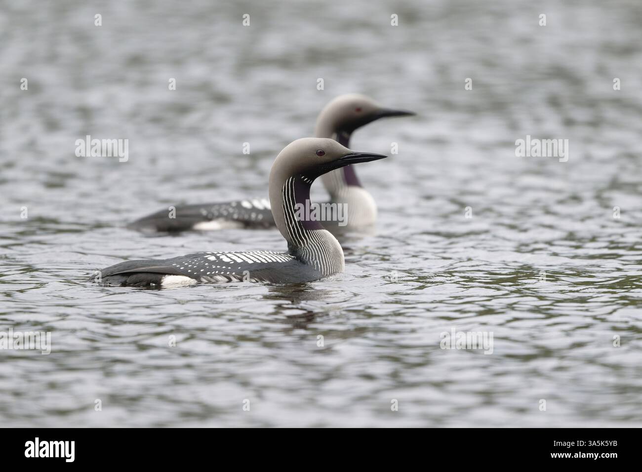 Arctic loons gavia arctica hi-res stock photography and images - Alamy