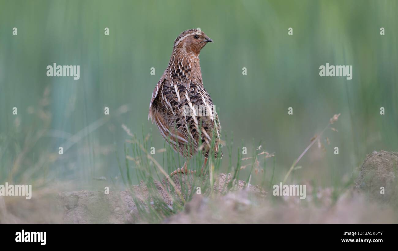 Common quail coturnix coturnix adult hi-res stock photography and ...