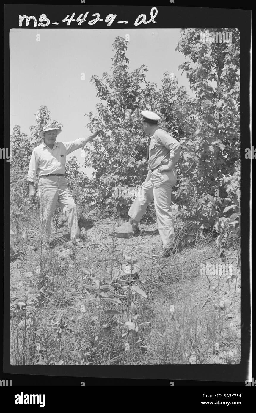 Trees have been planted on the reclaimed land of the Truax Traer Mine ...