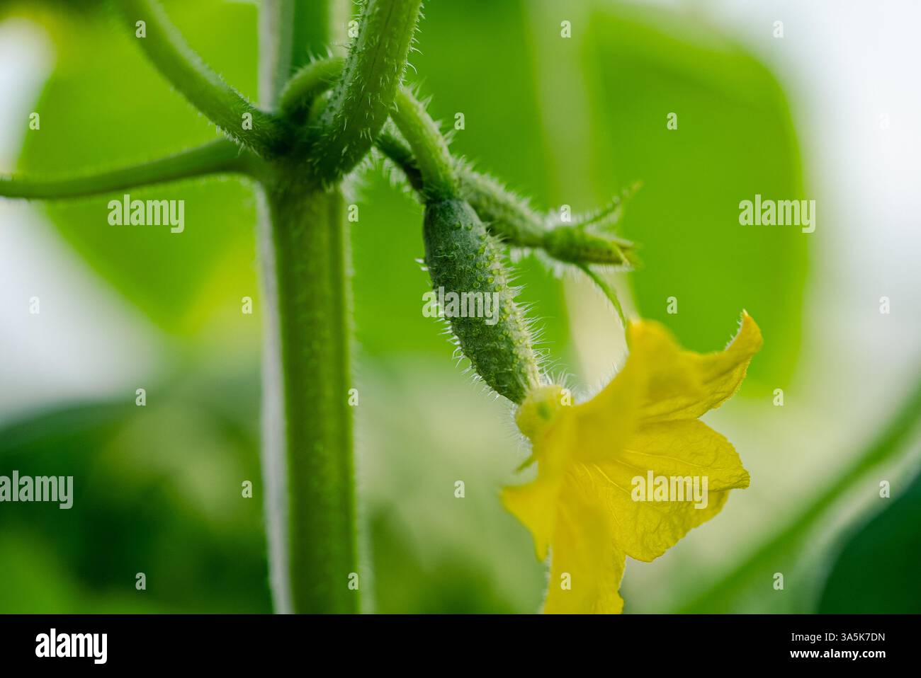 Small cucumber developing on a vine, accompanied by a vibrant yellow ...