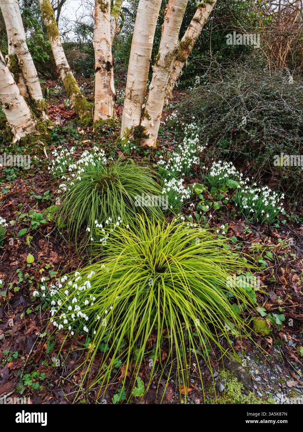 Winter planting combination of Galanthus 'S Arnott 'amongst Carex ...