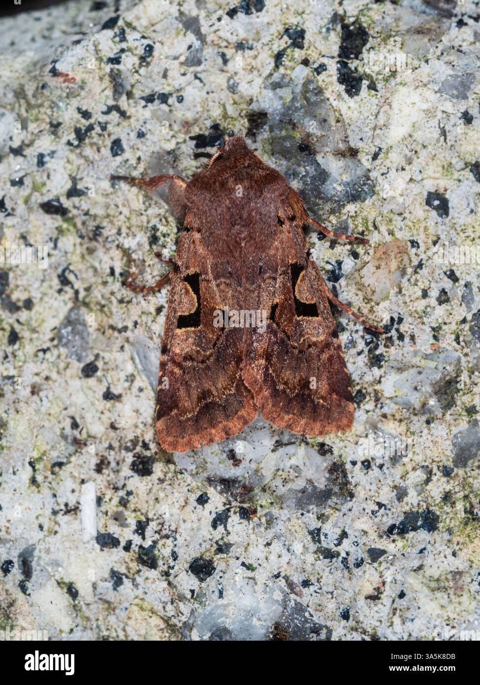 Adult, early spring flying UK Noctuid moth, Orthosia gothica, Hebrew ...
