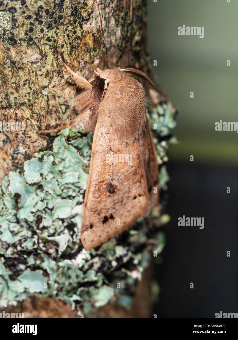 Adult, early spring flying UK Noctuid moth, Anorthoa munda, Twin ...