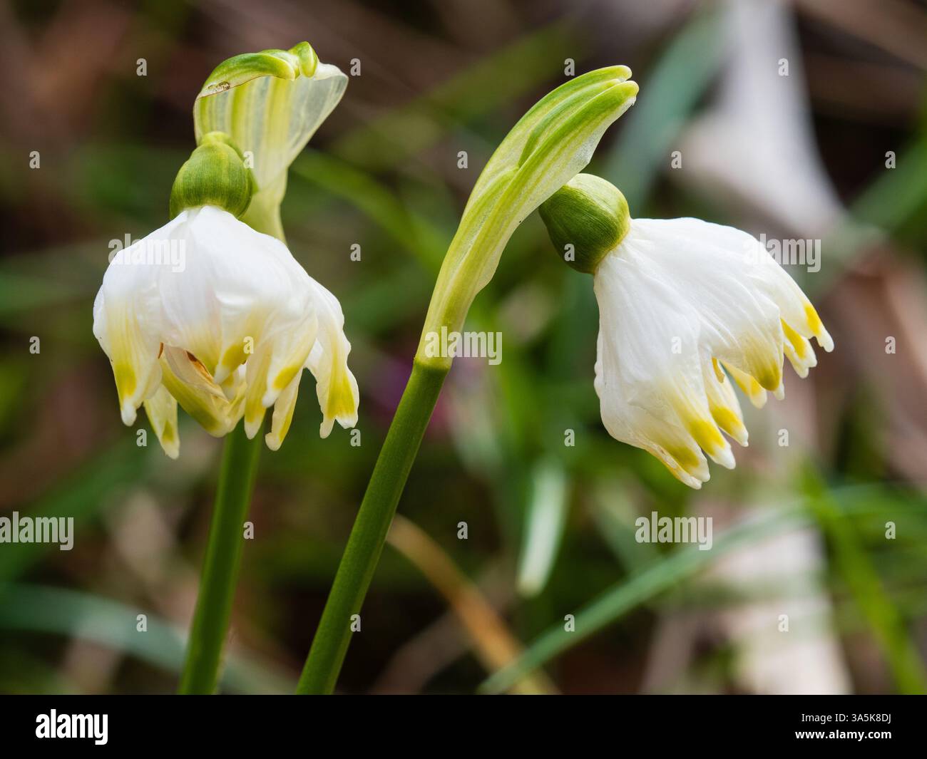 Yellow tipped white flowers of the double spring snowflake bulb, Leucojum vernum var. carpaticum ...