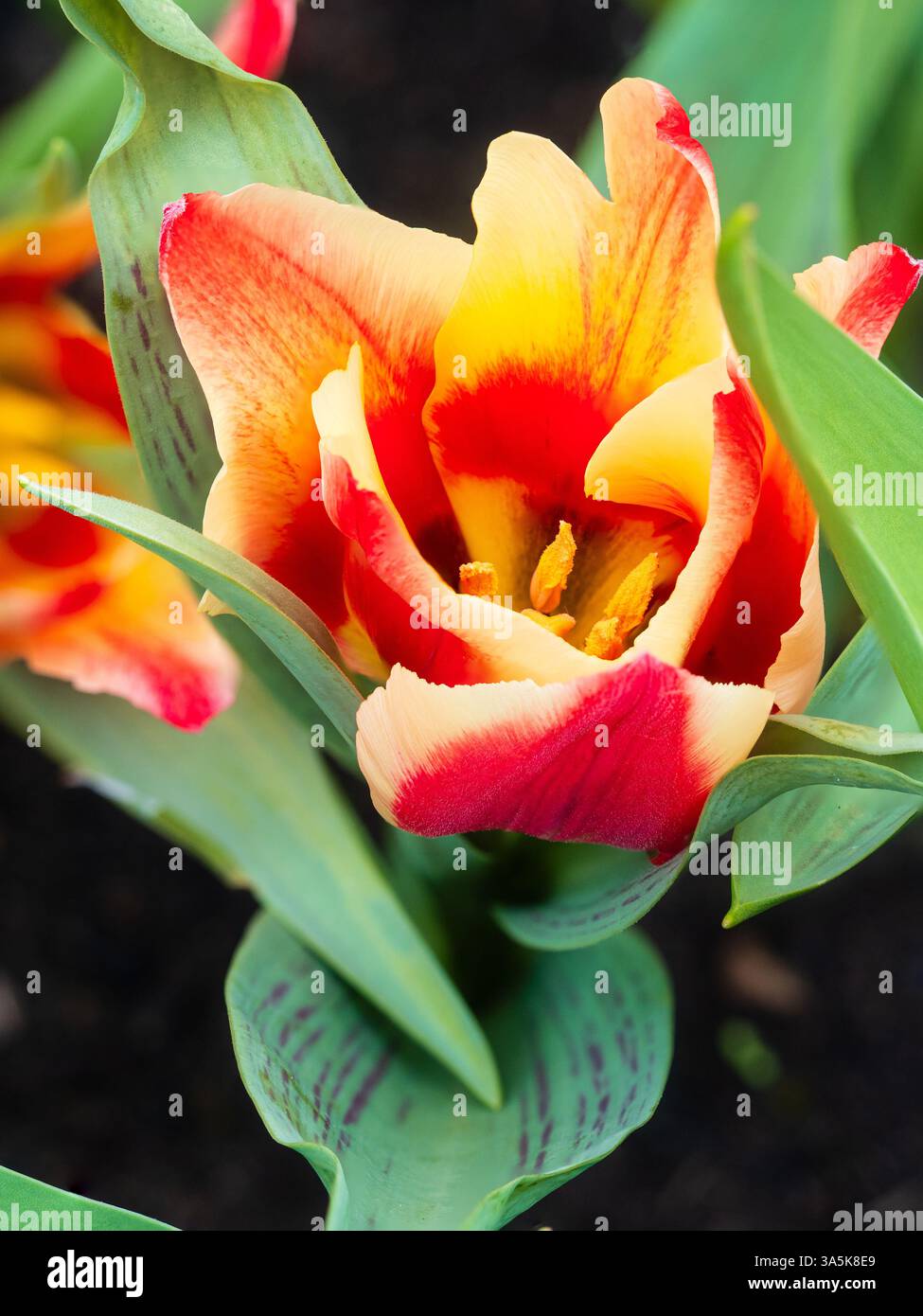 Pink and cream striped Tulipa 'Heart's Delight', an early spring ...