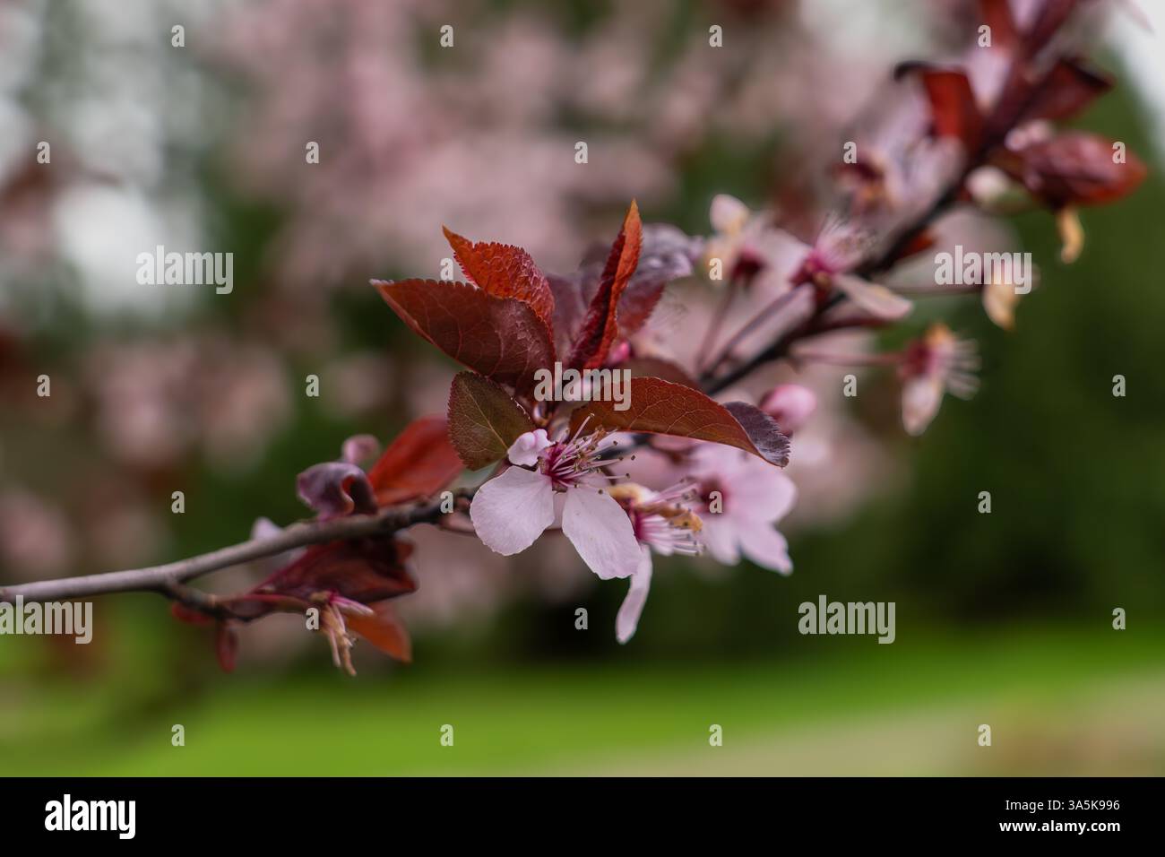 Issaquah WA USA - March 22 2025: Cherry Blossoms in Full Bloom on ...