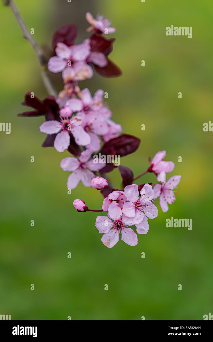 Issaquah WA USA - March 22 2025: Cherry Blossoms in Full Bloom on ...