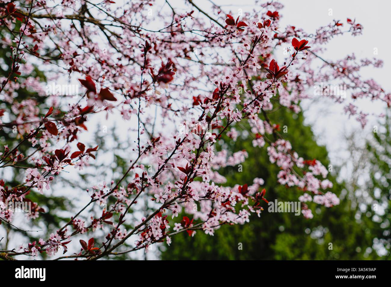 Issaquah WA USA - March 22 2025: Cherry Blossoms in Full Bloom on ...