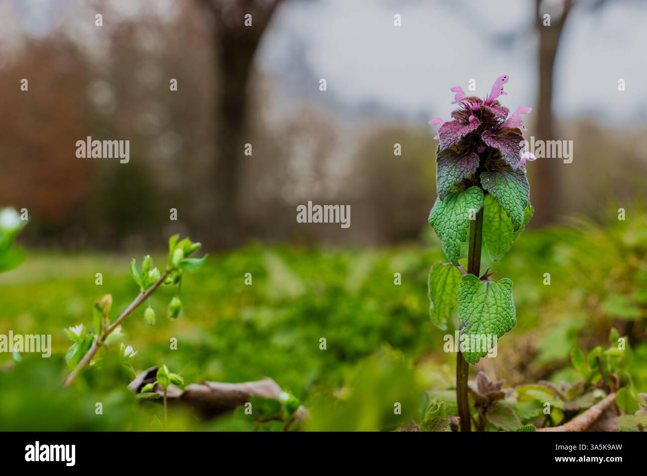 Issaquah WA USA - March 22 2025: Lamium Purpureum (Purple Dead Nettle ...