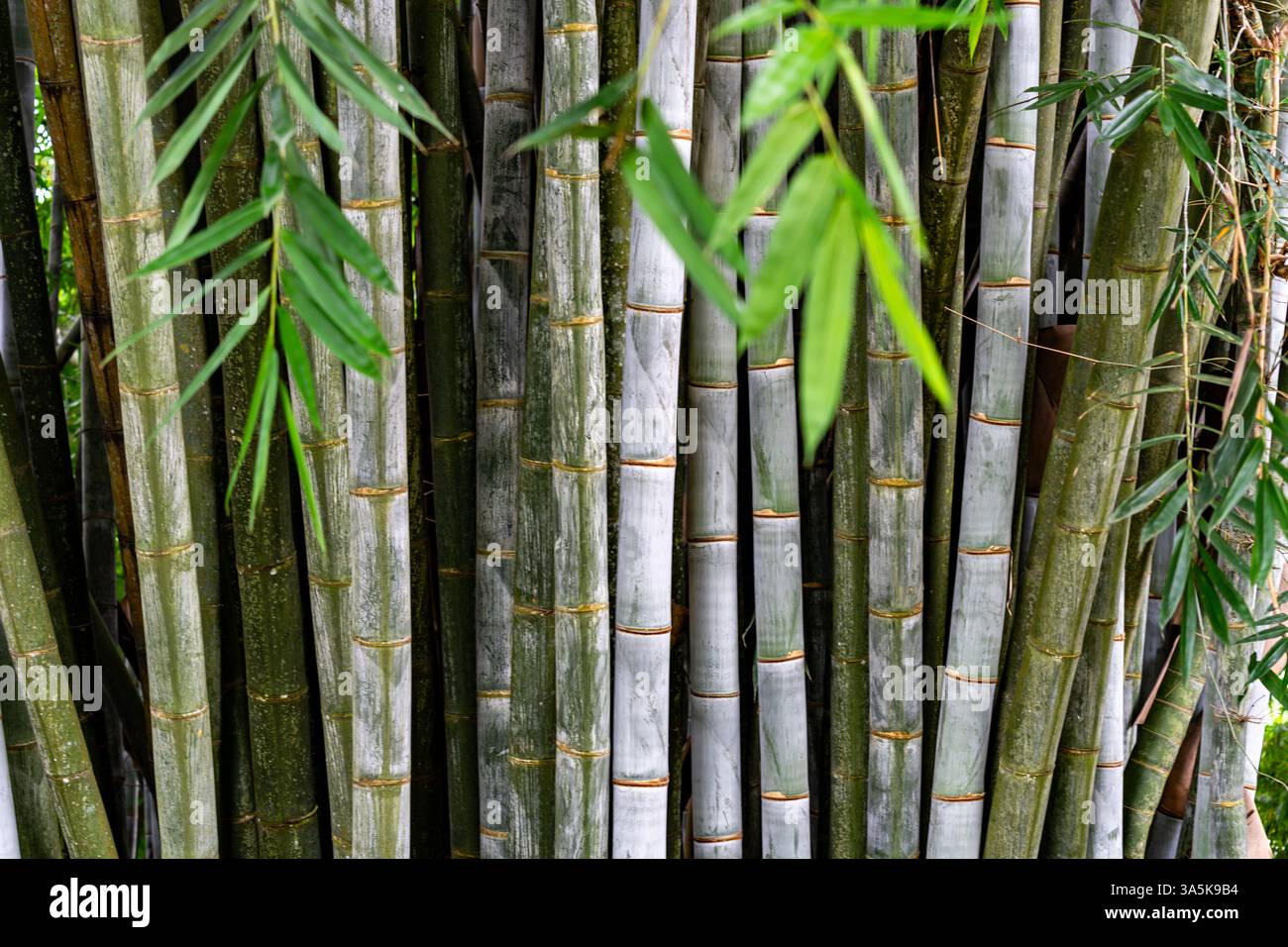 Giant bamboo background. Canes of giant bamboo in the Royal Botanical ...