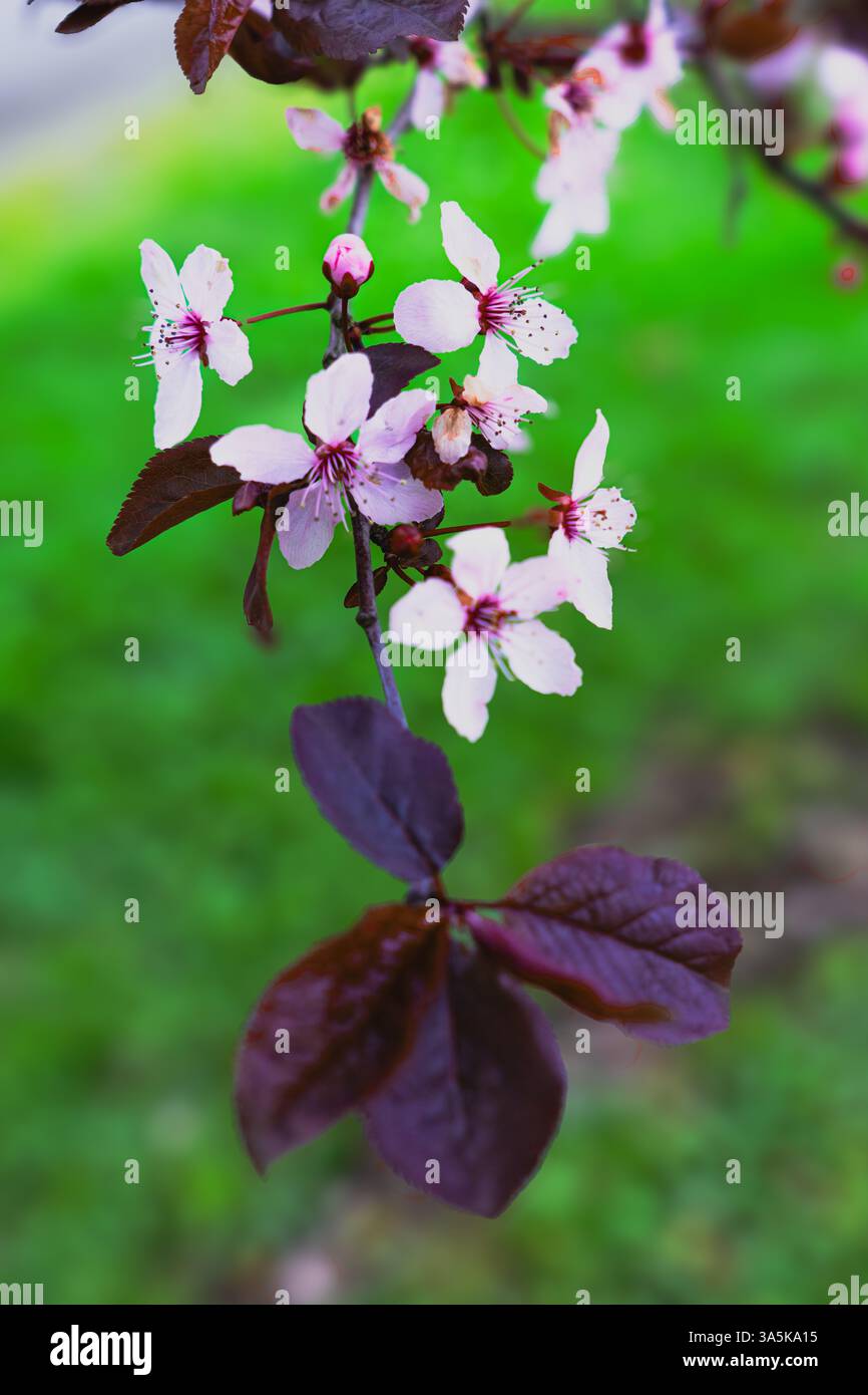 Issaquah WA USA - March 22 2025: Cherry Blossoms in Full Bloom on ...