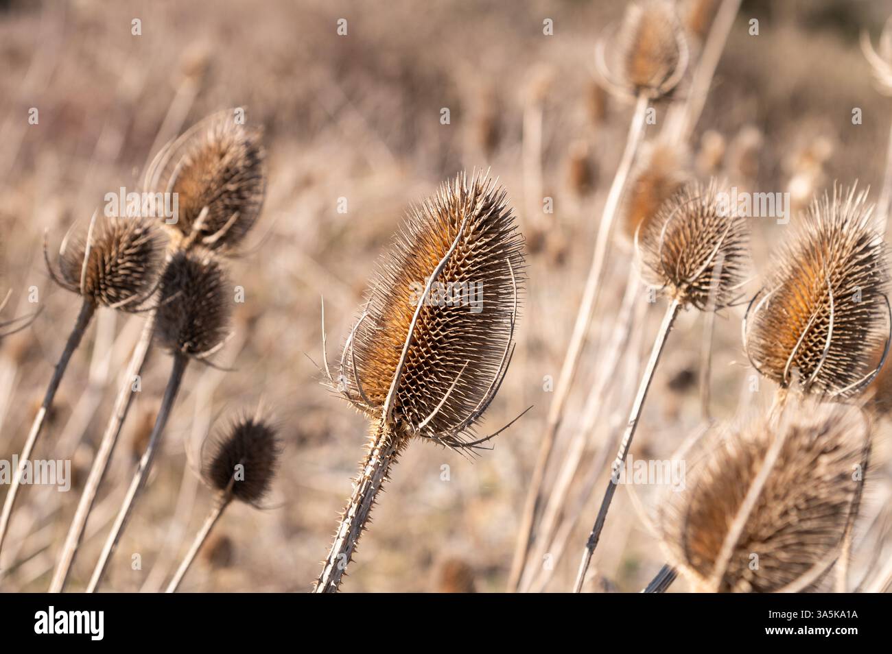 Dried teasel seed heads catch the spring sunlight at Cuckmere Haven ...