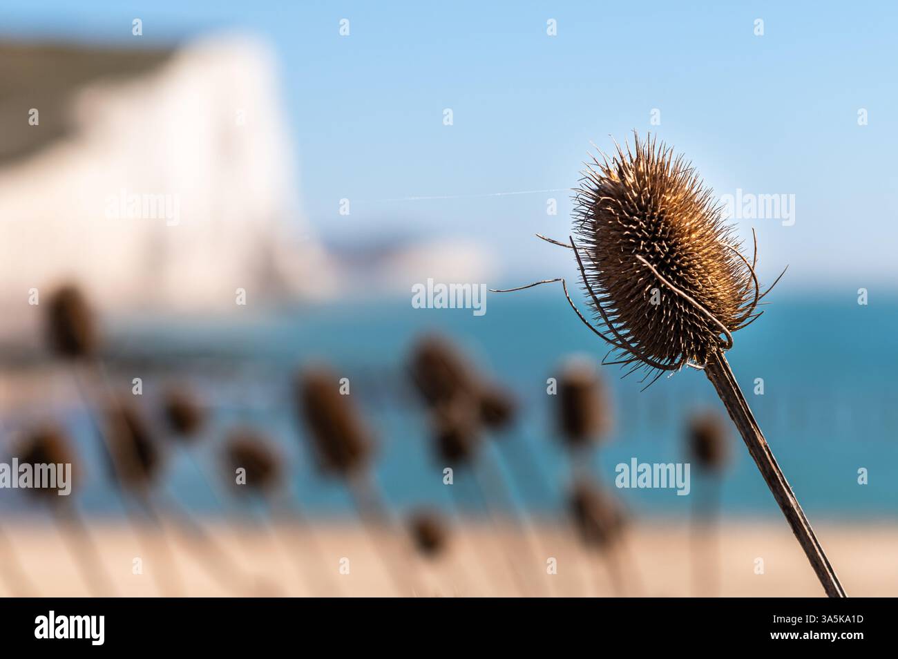Teasel head in sharp focus at Cuckmere Haven, with the iconic Seven ...