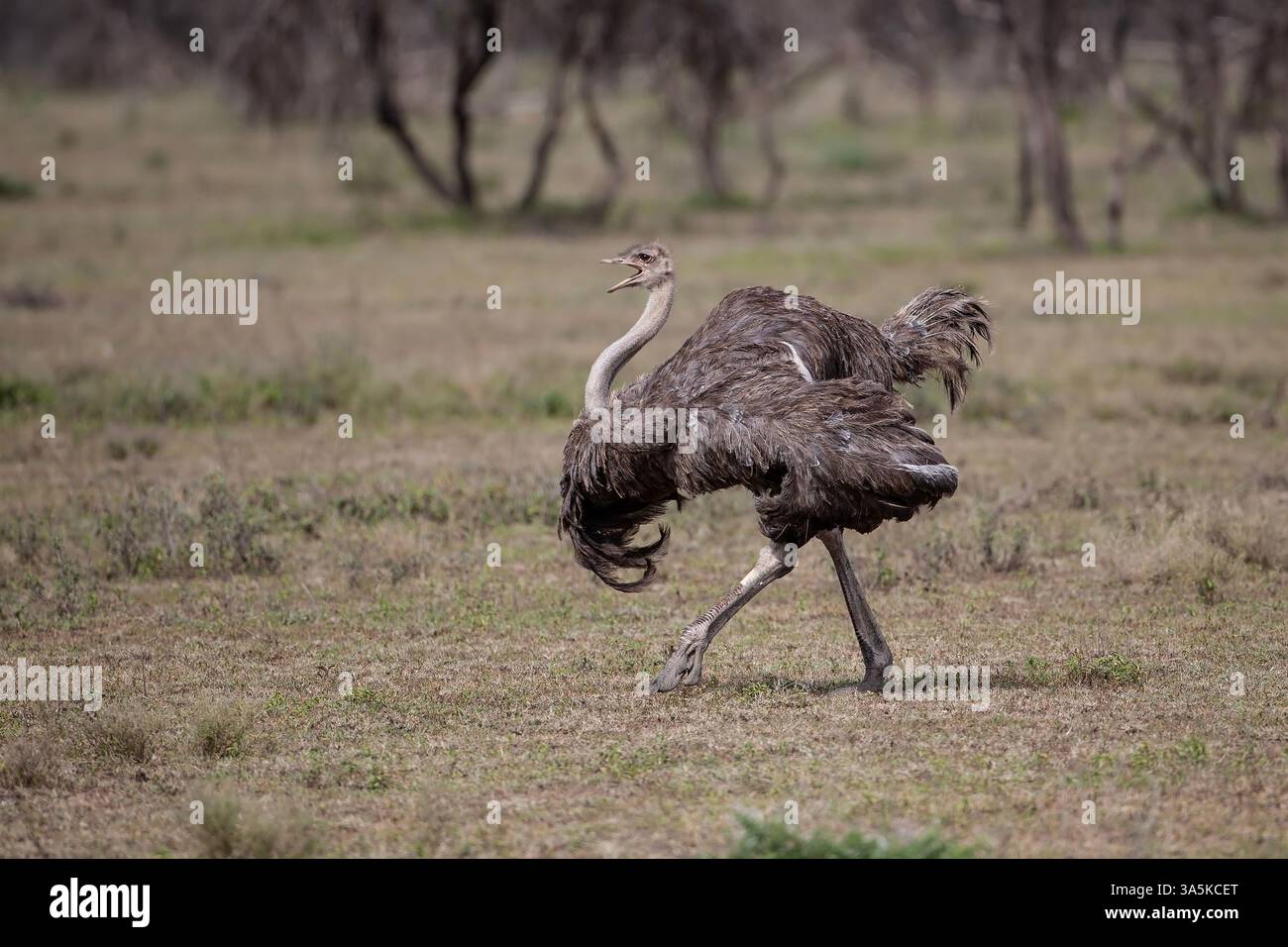 Female Common Ostrich Struthio camelus displaying in profile on the ...