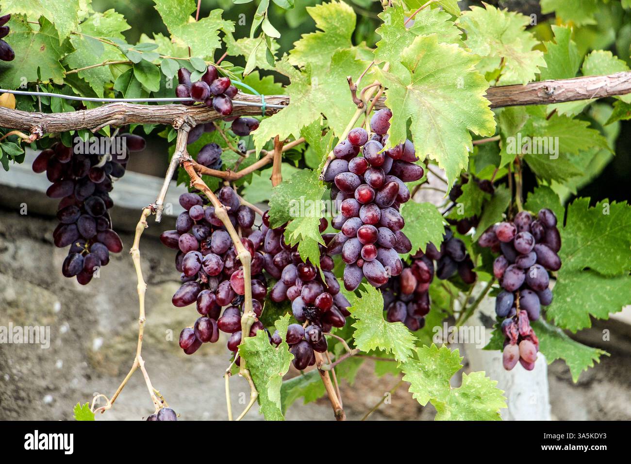 Greece Kalabaka - grape Stock Photo - Alamy