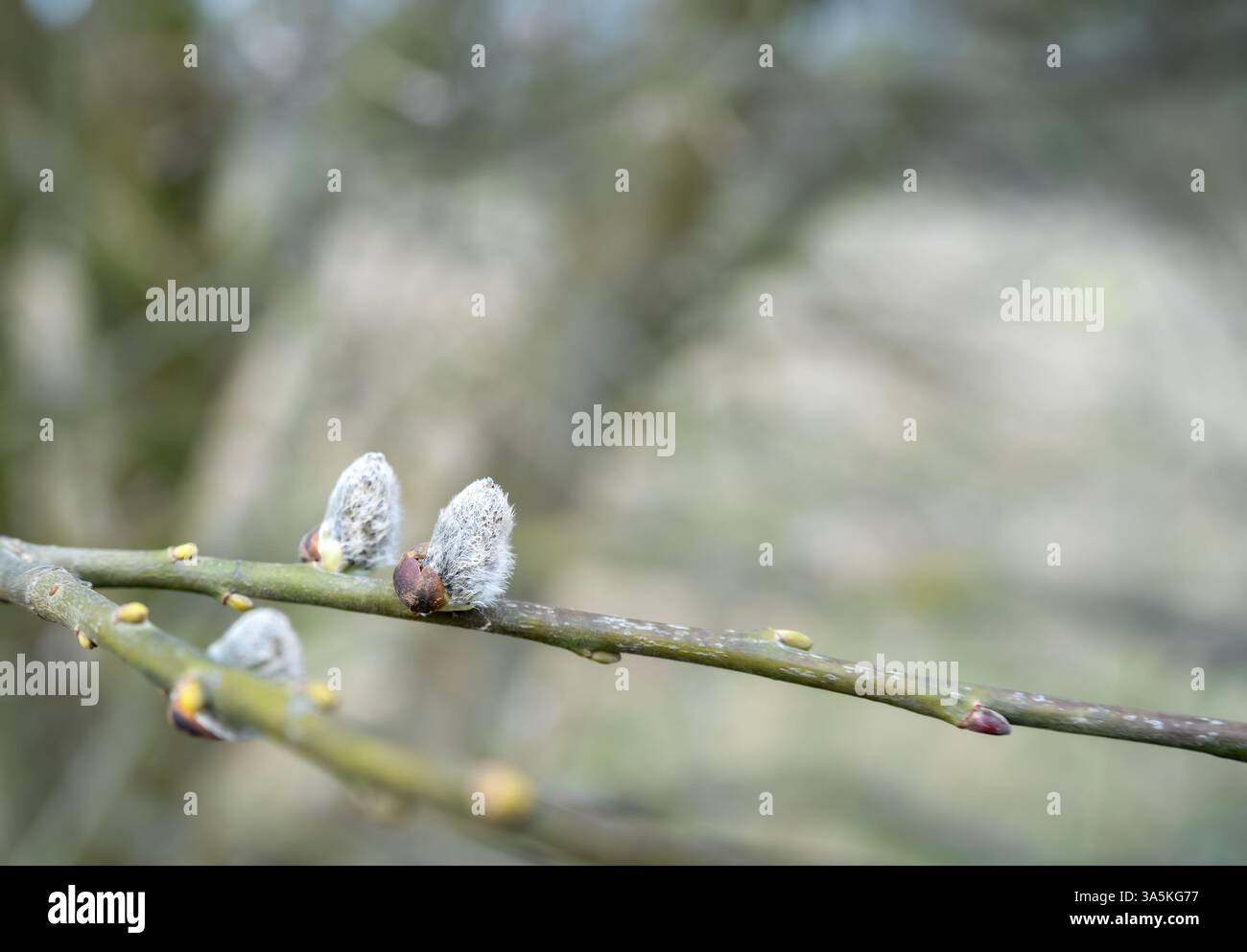 close-up of grey willow tree (salix cinerea) early spring male catkins ...