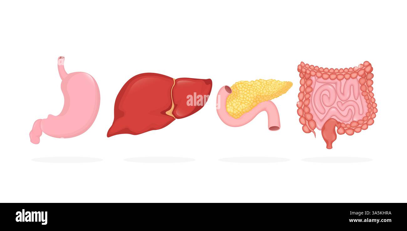 Digestive organs set in realistic style. Vector illustration graphic ...