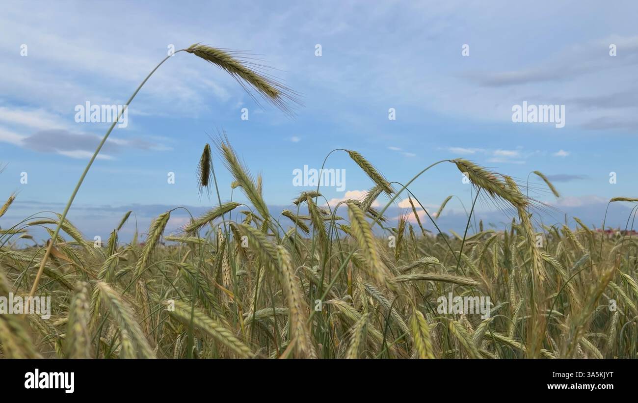 Grass swaying in wind under hi-res stock photography and images - Alamy