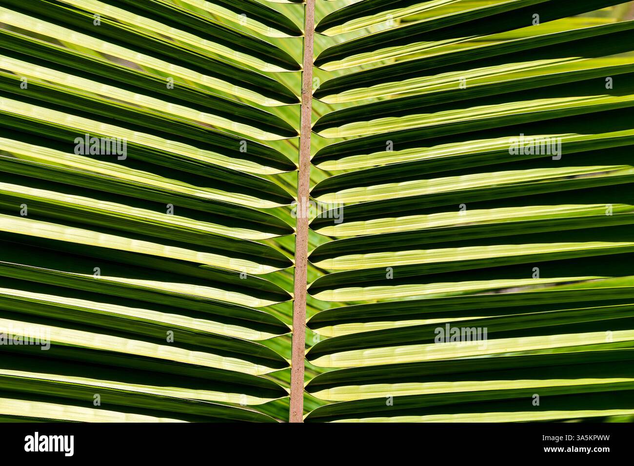 closeup of green fronds of palm plant growing out from central stalk ...