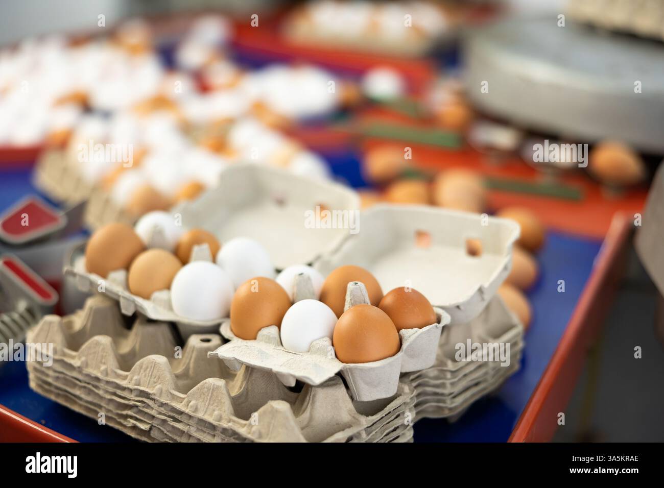Cardboard trays with chicken eggs on sorting line of poultry farm Stock ...