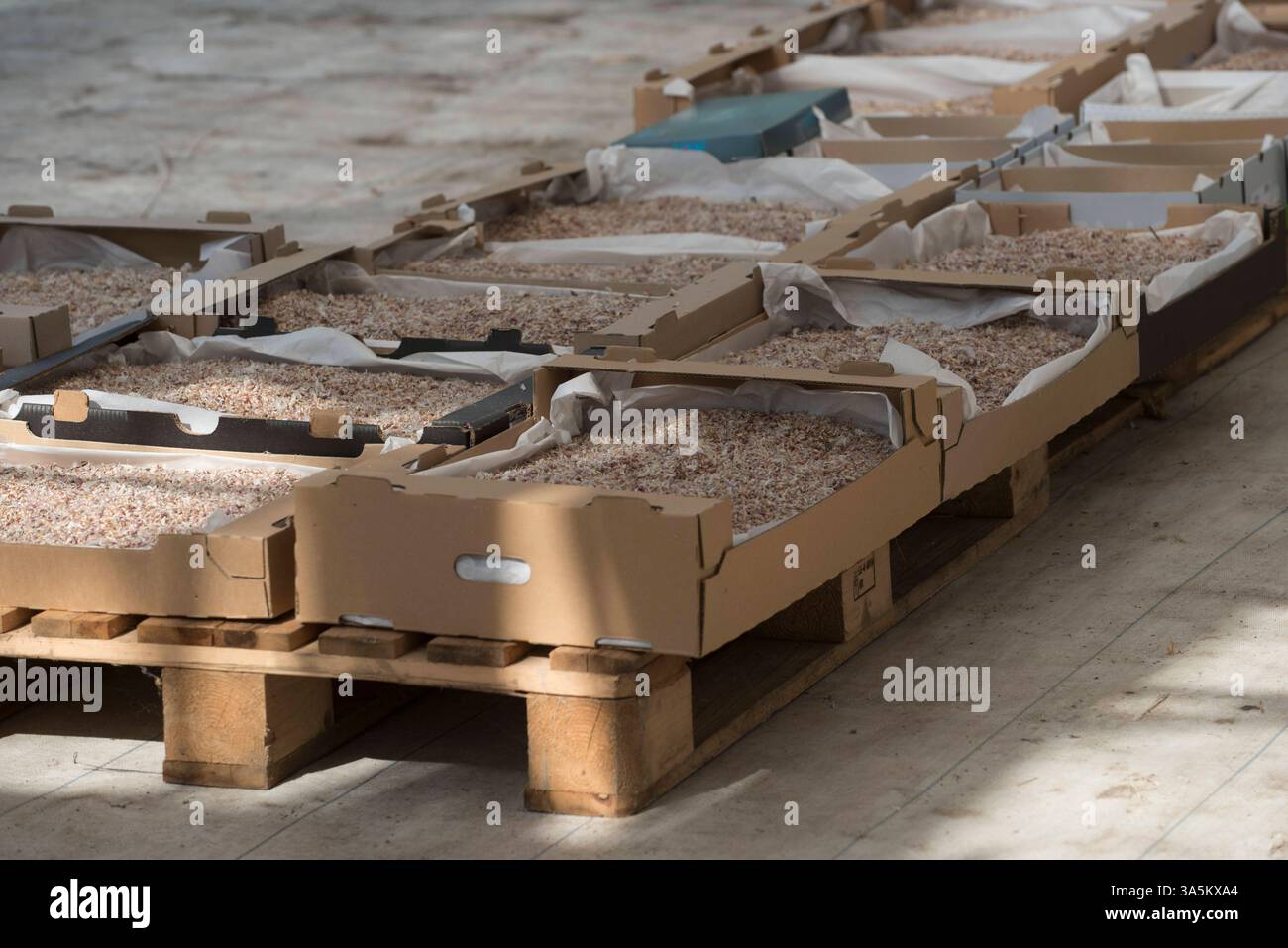 Seeds are embryonic plants protected by outer covering Seeds protected ...