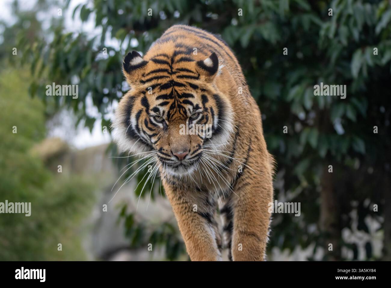 Tiger fur sumatra cat hi-res stock photography and images - Alamy
