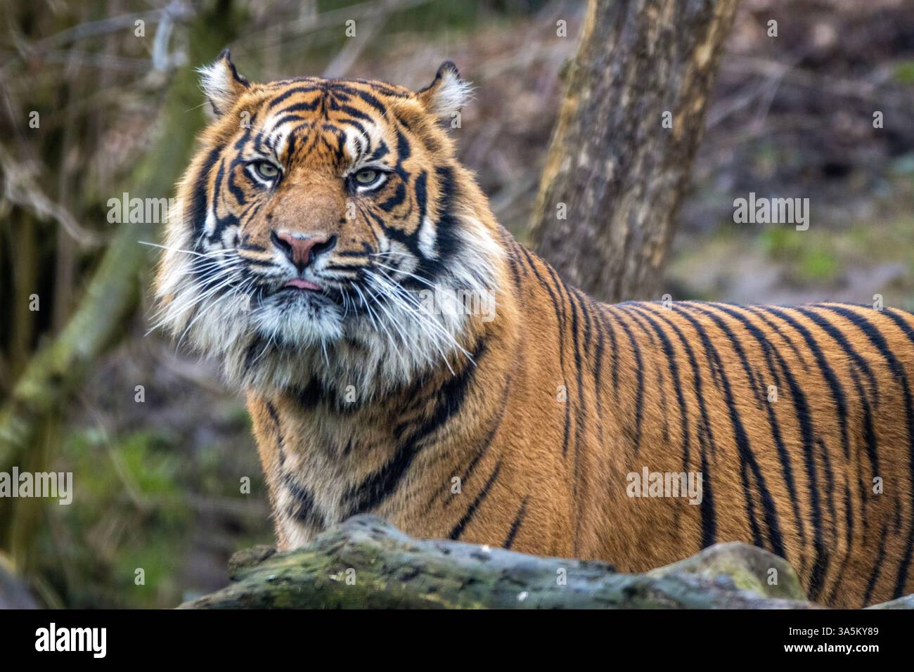 Tiger zoo indonesia hi-res stock photography and images - Alamy