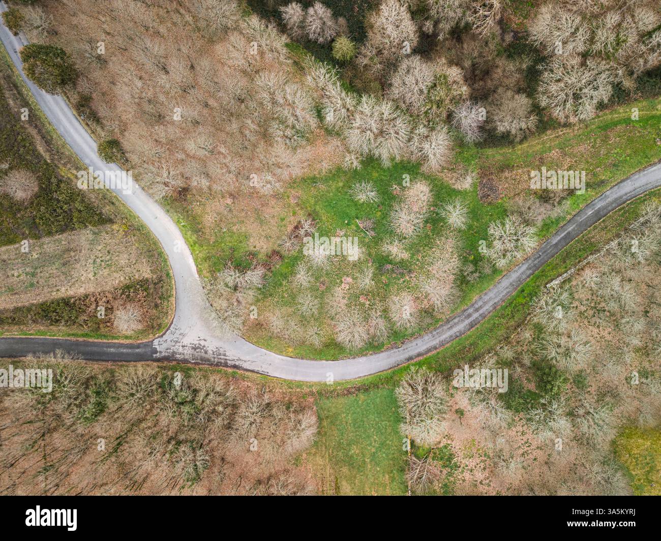 Aerial view of c road through oak tree forest Stock Photo - Alamy