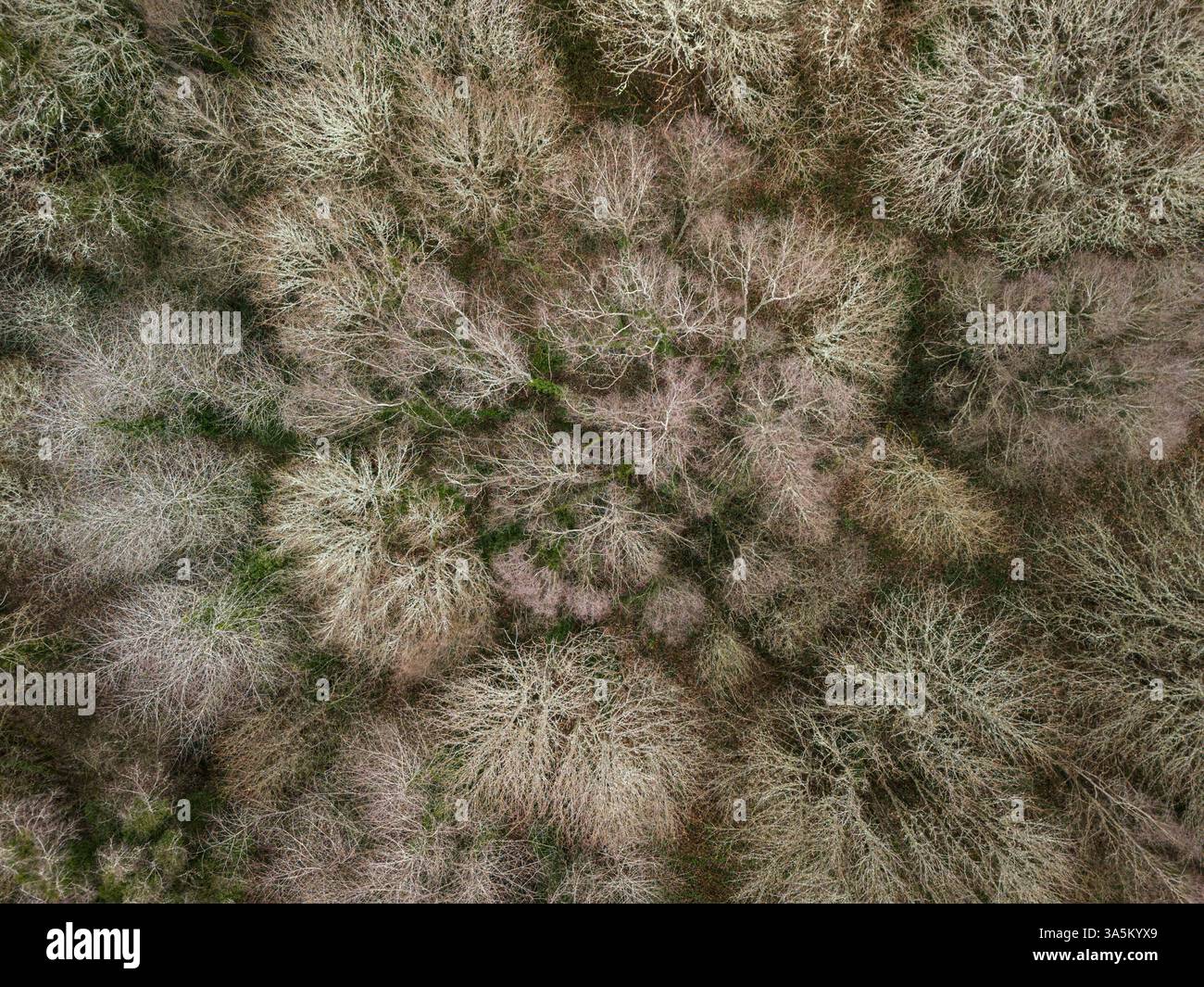 Tree canopy above rural hi-res stock photography and images - Alamy