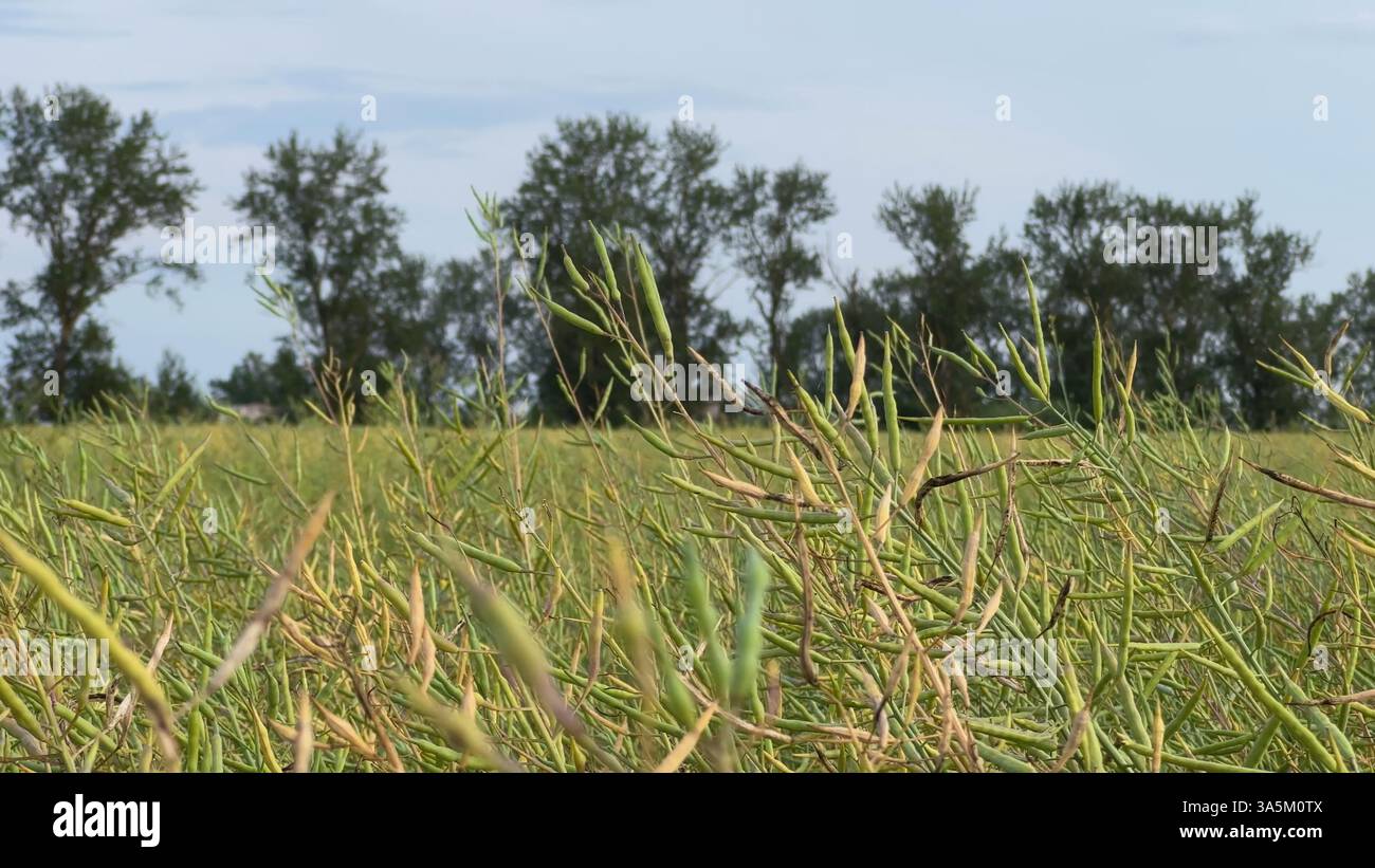 Rapeseed pods ripening in a field with trees in the background Stock ...