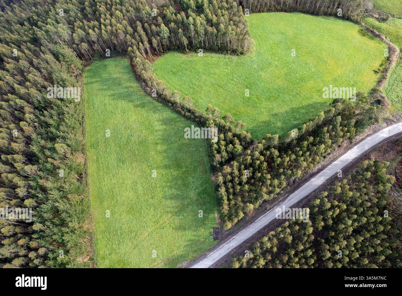 drone aerial view of a landscape of meadows and eucalyptus plantations ...