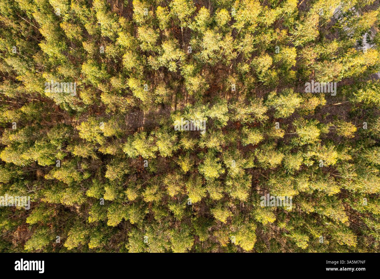 aerial top down view by drone of eucalyptus plantation in Galicia for ...