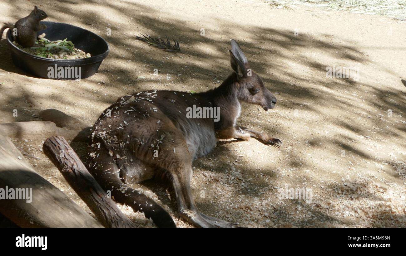 Los Angeles, California, USA 19th March 2025 Ground Squirrel and Grey ...