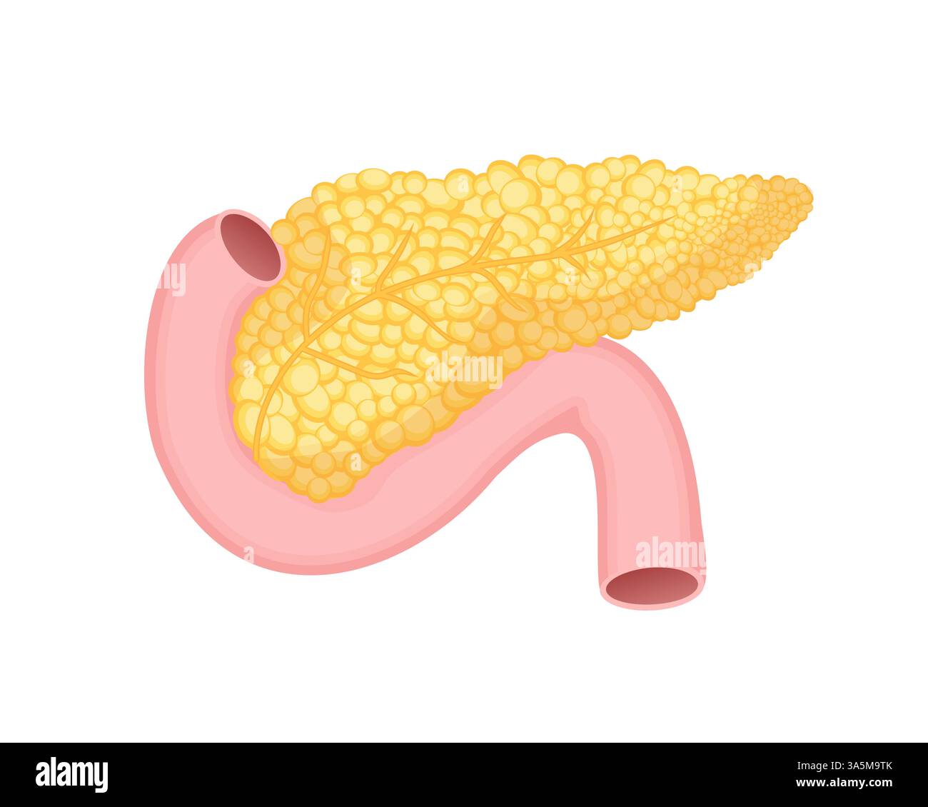 Pancreas isolated on white background. Medicine concept. Flat vector ...